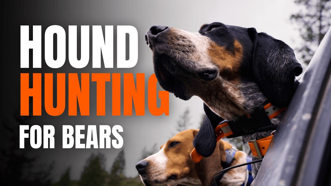 How to Hound Hunt for Bears (Rigging)