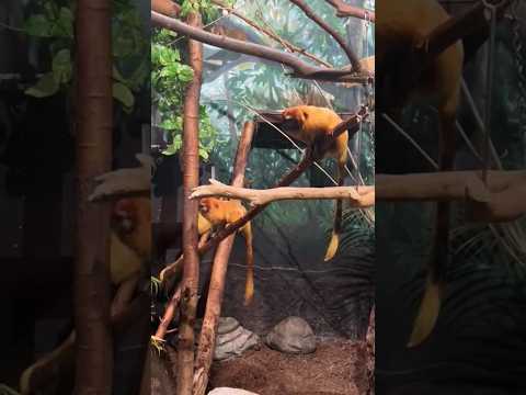 Endangered Golden Lion Tamarin | New World Monkey