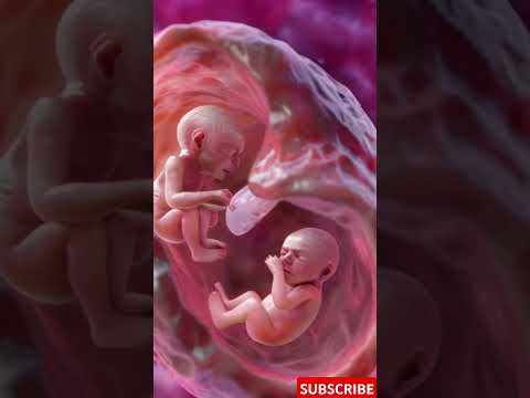 Incredible Footage of Twins Developing in the Womb