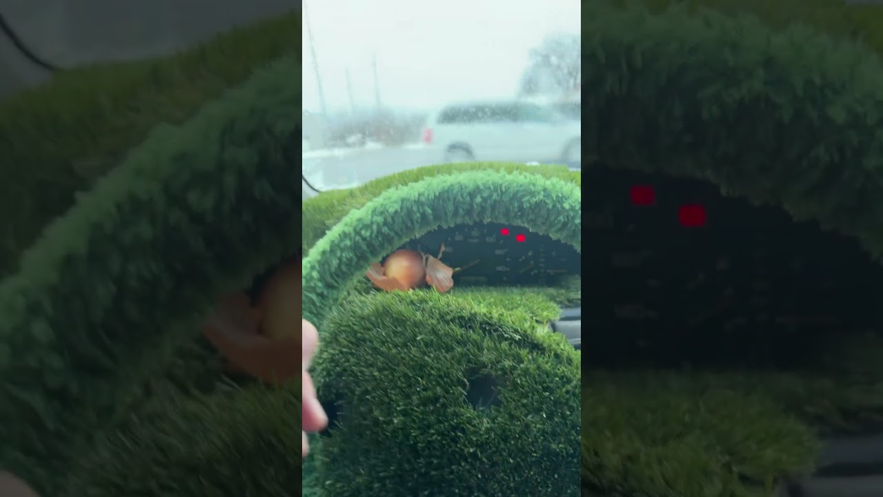 REAL GRASS coming spring 2026 :ft The botanist