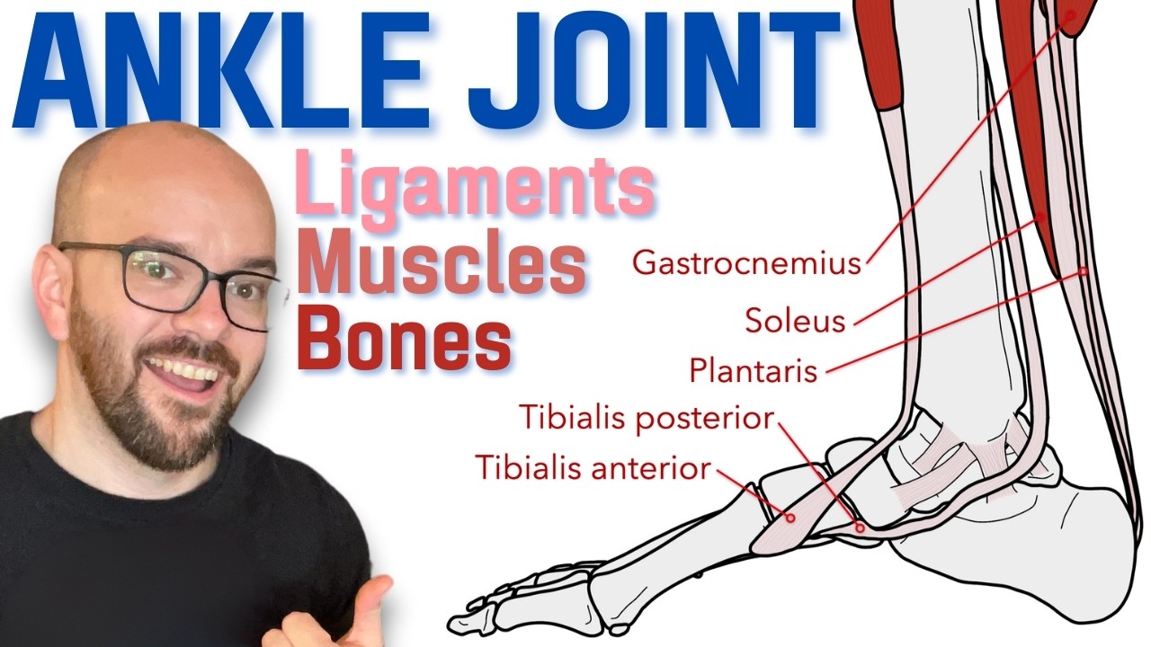 Understanding the Anatomy of the Ankle Joint: Bones, Ligaments, and ...