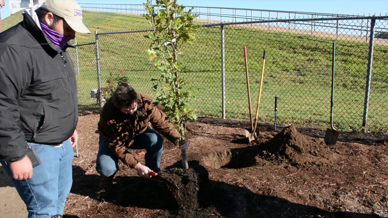 Texas Arbor Day 2020: How to plant a tree