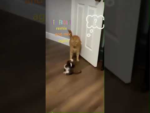 Happy Fridayπ₯ππ Cats funny video @lalaxsterling #shorts
