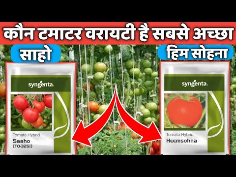 Tomato Seeds - Wholesale Price & Mandi Rate for Tamatar Bij in India