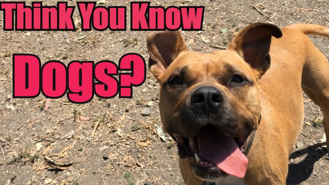 The Ultimate Nerdy Knowledge Dog Quiz