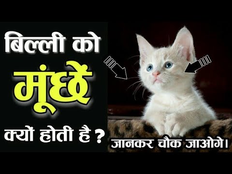 Why do Cats have Whiskers ? Why do Animals have Whiskers ?