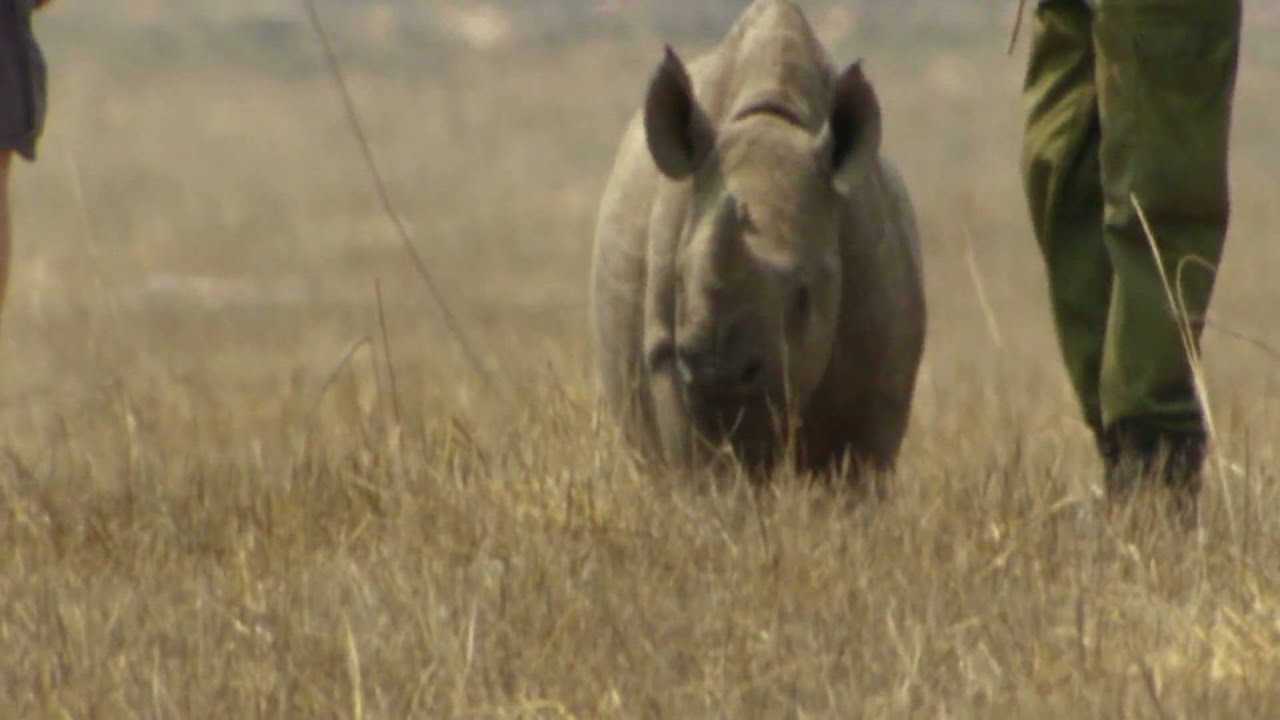 Help Save the Black Rhino