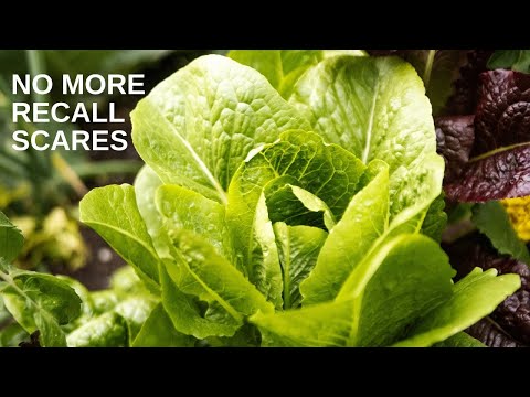 How to Plant, Grow, and Harvest Your Own Romaine Lettuce