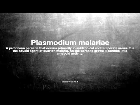 Medical vocabulary: What does Plasmodium malariae mean