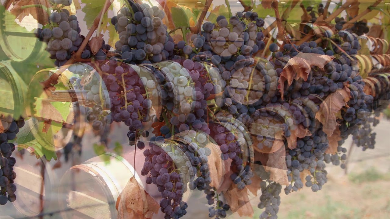 The impact of climate change on agriculture in Central New York