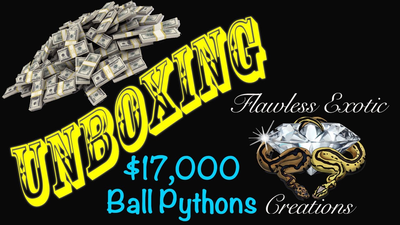 Flawless Unboxing: $17000 Ball Python Unboxing
