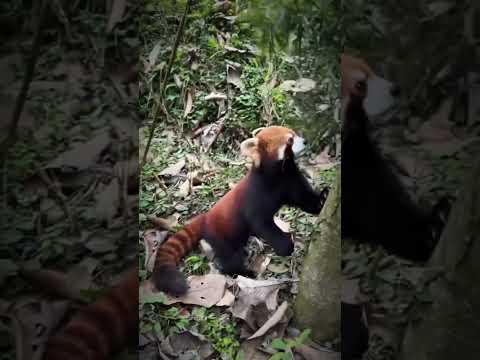 5 Interesting Facts About Red Pandas #redpanda