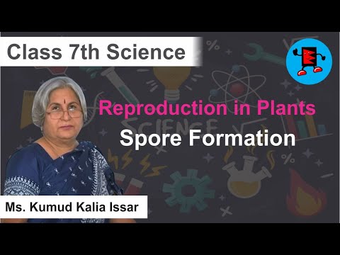 CBSE Class 7 Science Reproduction in Plants Spore Formation |Extraminds