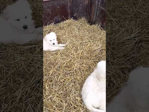 Great Pyrenees puppies getting ready for road trip to meet Chris & Tracy