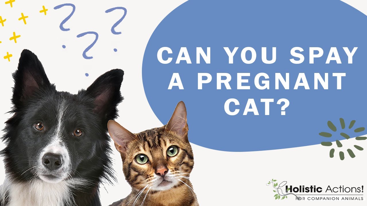 FAQ: Can you spay a pregnant cat?