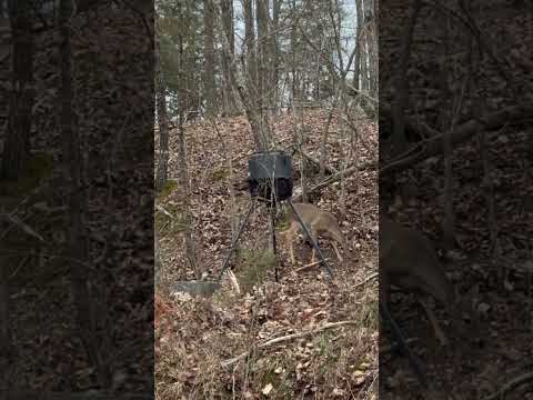 Moultrie deer feeder works great!