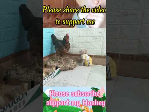 baby monkey Su plays with chickens episode 1 #babymonkey #monkey #kuku #animal