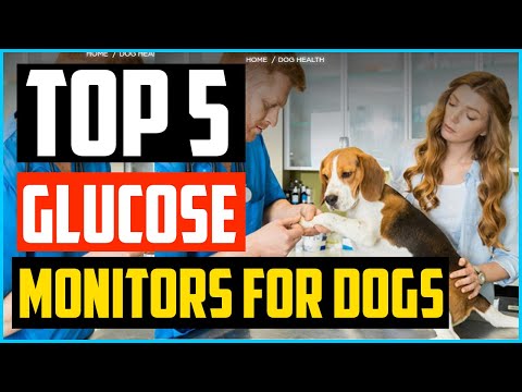 Top 5 Best Glucose Monitors For Dogs Review In 2024