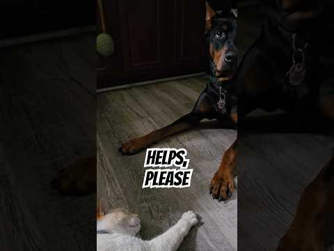 Doberman vs. Sneaky Cat – Who Flinches First? 🐾😼
