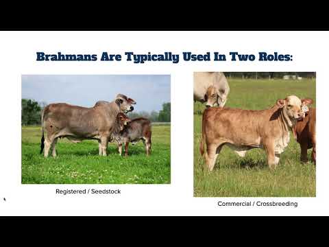 Brahman Cattle: A Gameplan for Implementing Brahman Into Your Ranch