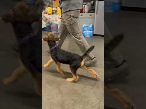 Beautiful Focused Airedale Terrier Puppy “Miley” 15 Wks @protectiondogsalesPDS