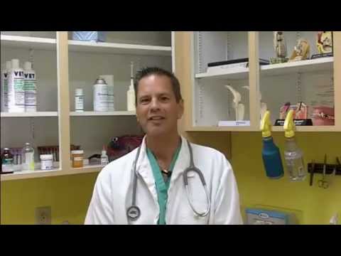 Veterinarian Indian Rocks Beach FL - Dr Al Paredes - Sun-Surf Animal Hospital - (727) 202-3321
