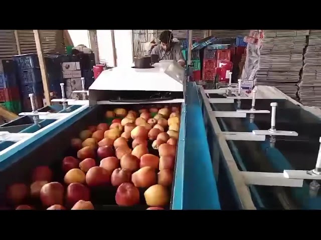 Fruit Grading Machine - Apple Grading Machine Trader - Retailer from Ambala