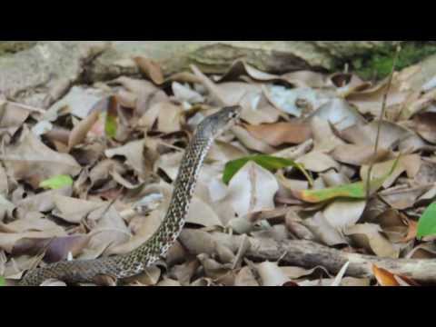What kind of poisonous snakes are in Puerto Rico?