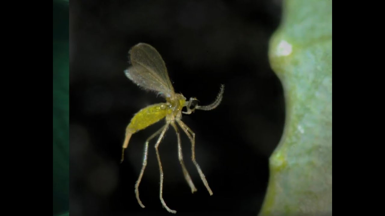 09/06/19 Baffling Bug: Research at UVM on the Swede Midge on 'Across The Fence'