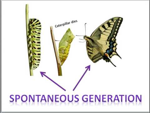 Spontaneous Generation experiments by F. Redi