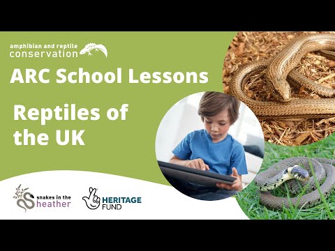 ARC School Lessons - Reptiles of the UK