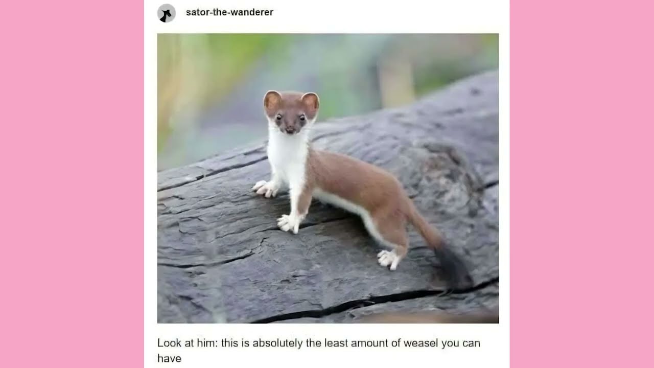 Sweet Tumblr O' Mine