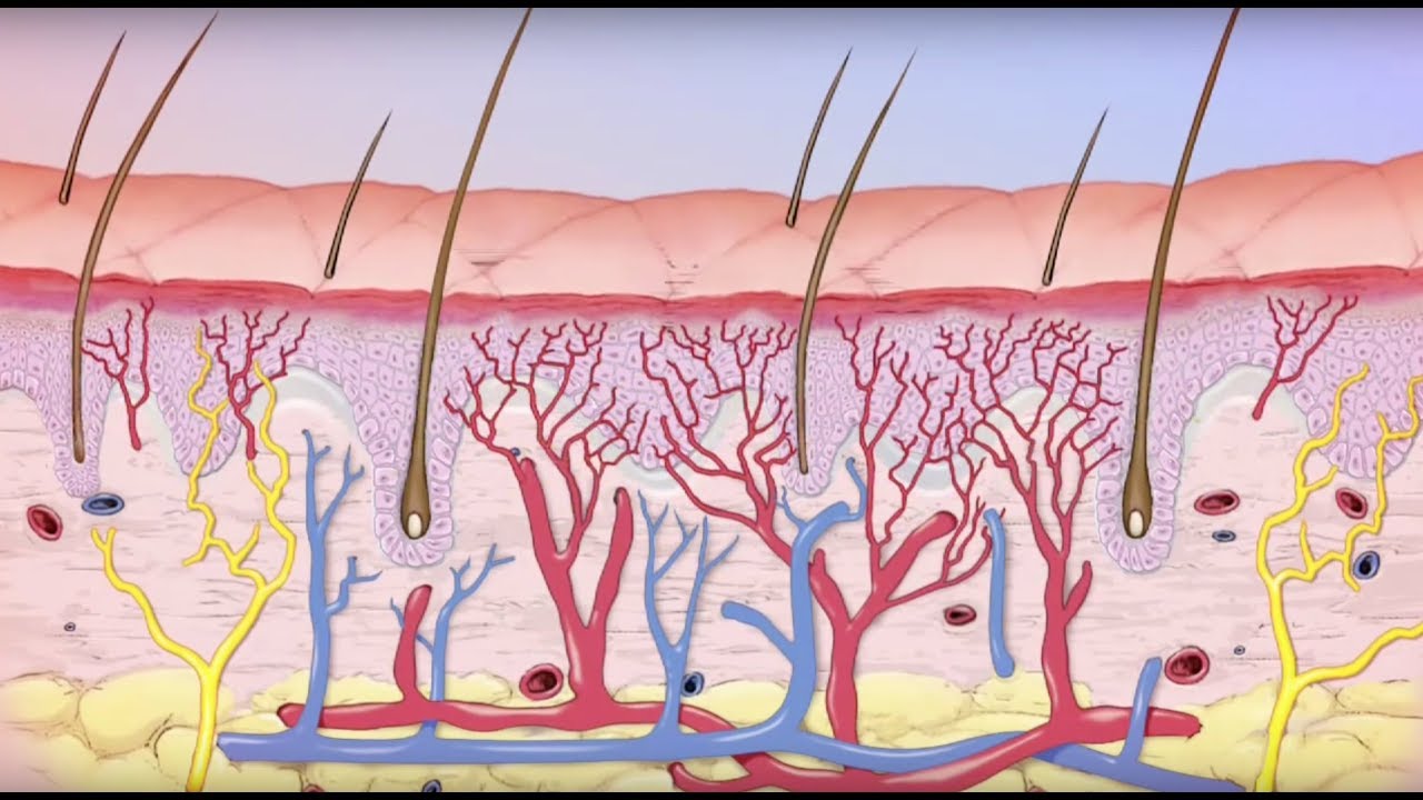 Polymorphous Light Eruption - Mayo Clinic