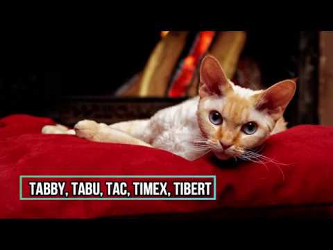 Most popular cat names with all alphabets A to Z with Different Cat Images