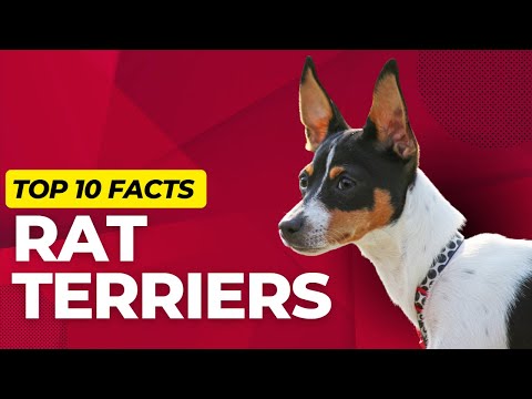 Rat Terrier Dogs 101: Top 10 Rat Terrier Facts
