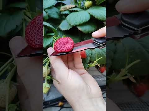 ๐The Best Strawberry #plants #growing #gardening