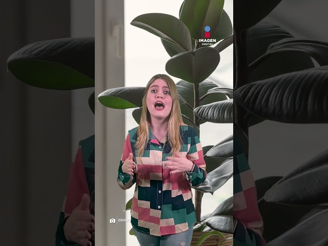 Plantas Que Eliminan Los Malos Olores Ideales Para El Baño 3120