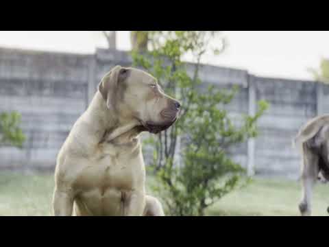 Real Boerboels - Raised Hackles