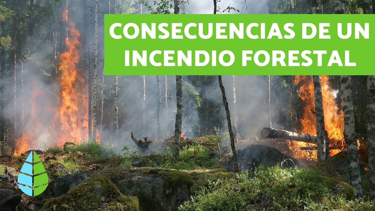 CONSEQUENCES of FOREST FIRES - TYPES OF FIRES