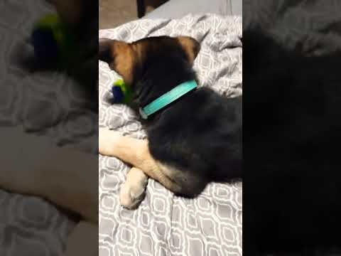 love all KONG toys ...but one ear stands up and goes down i know she has time still for her ears..