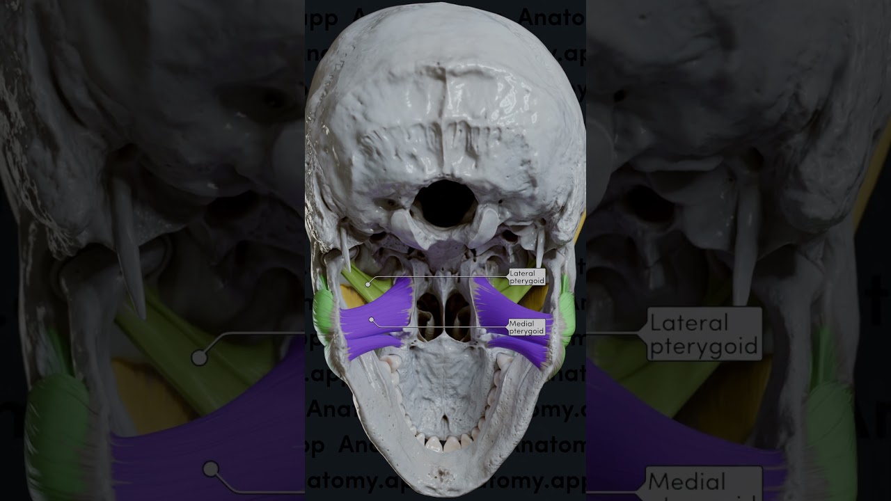 Primary muscles of mastication