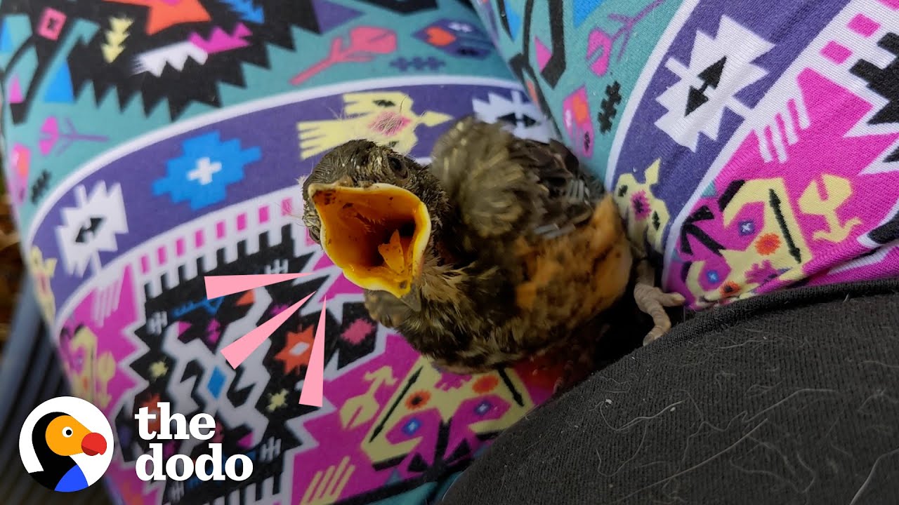 Tiny Baby Robin Learns To Fly With A Little “Boost” | The Dodo Wild Hearts