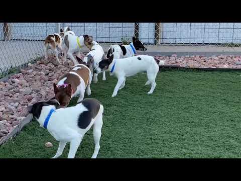 A BUNCH of Rat Terrier Pups Learn to Play Freely Togetherness After Having Been Rescued - Freedom!