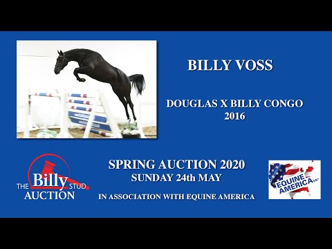 The Billy Stud Auction | 5. Billy Voss
