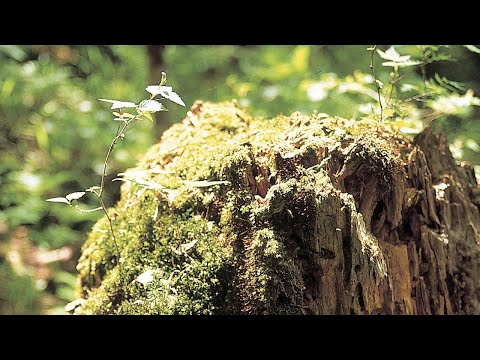 Fallen Logs