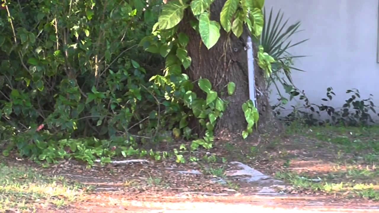 Brown Thrashers building a nest