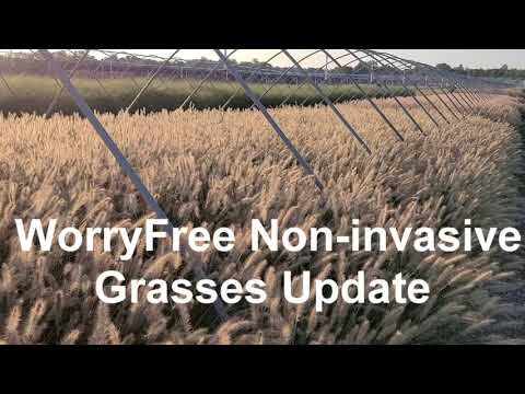 Pennisetum Etouffee™ (Non-invasive Fountain Grass) Update - LOOK What Happened (in 2 weeks)!!!!💥👍❤️