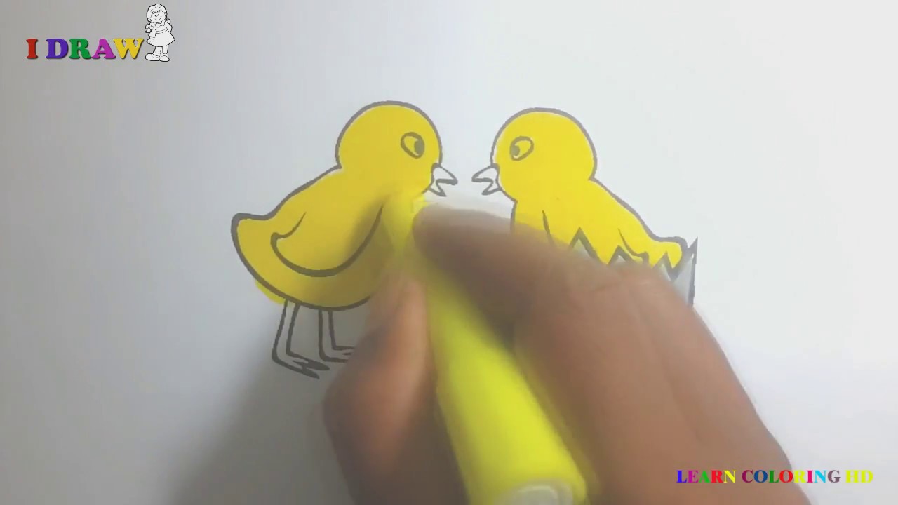 How to draw Chicks coloring page for kids I learn coloring book with Chicks