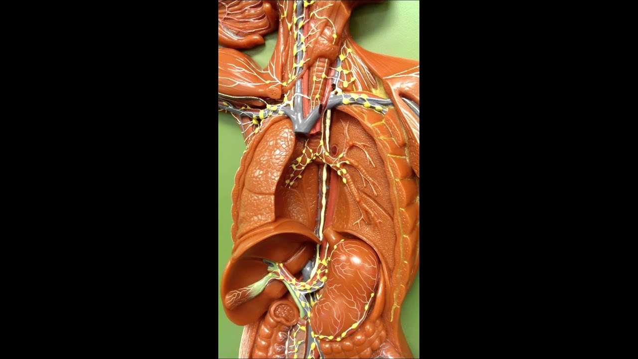 Lymphatic system overview - lymphatic model