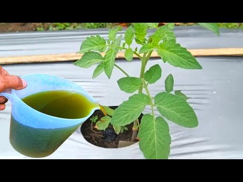 From Trash to Magic, My Plants Went Wild After Applying This Fertilizer